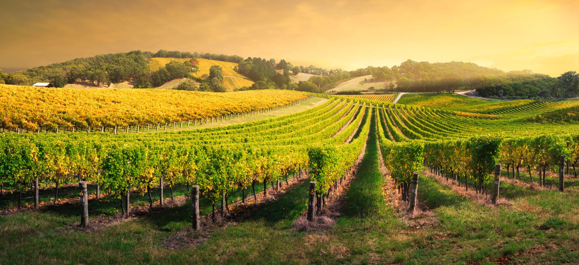 Why the Adelaide Hills Are Perfect for Chardonnay - Edenvale